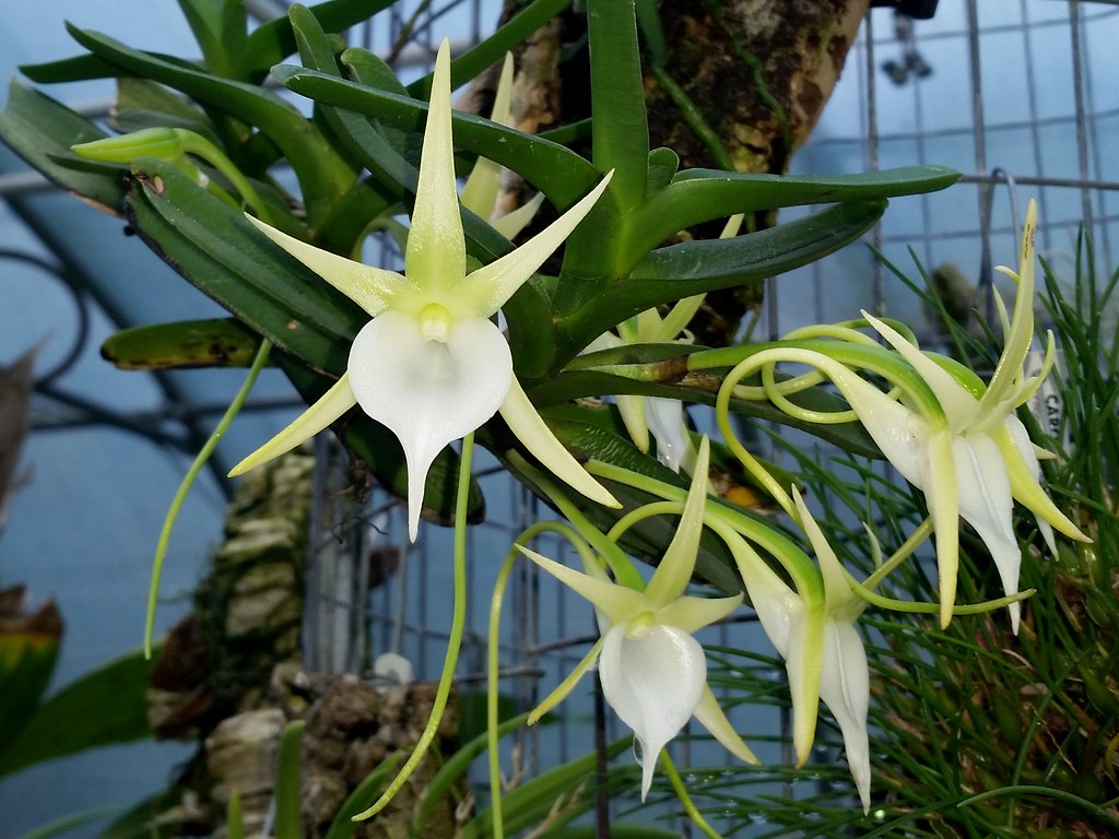 Angraecum Giulio Celandroni Orchidee