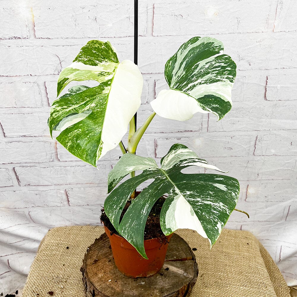 Monstera deliciosa variegated album – Giulio Celandroni Orchidee