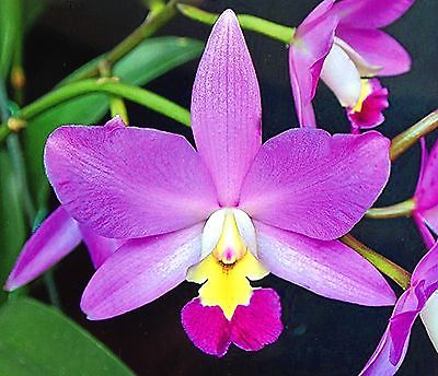 Block. Cute lady 'Christmas candy' – Giulio Celandroni Orchidee