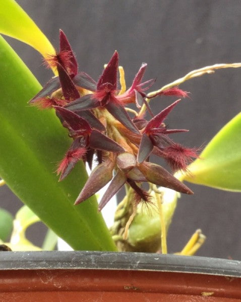 Bulbophyllum tremulum – Giulio Celandroni Orchidee