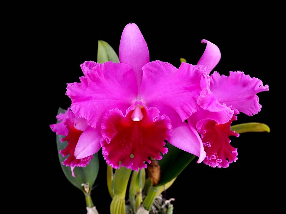 Cattleya Fritz Nickolaus – Giulio Celandroni Orchidee
