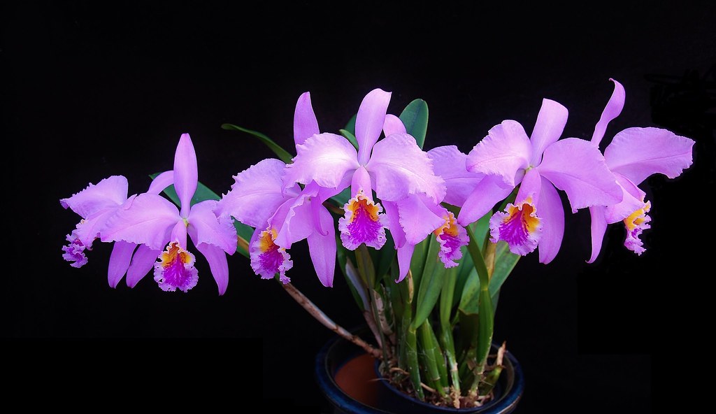Cattleya mossiae tipo – Giulio Celandroni Orchidee
