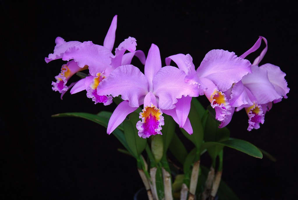 Cattleya mossiae tipo 'Pink Commander' – Giulio Celandroni Orchidee