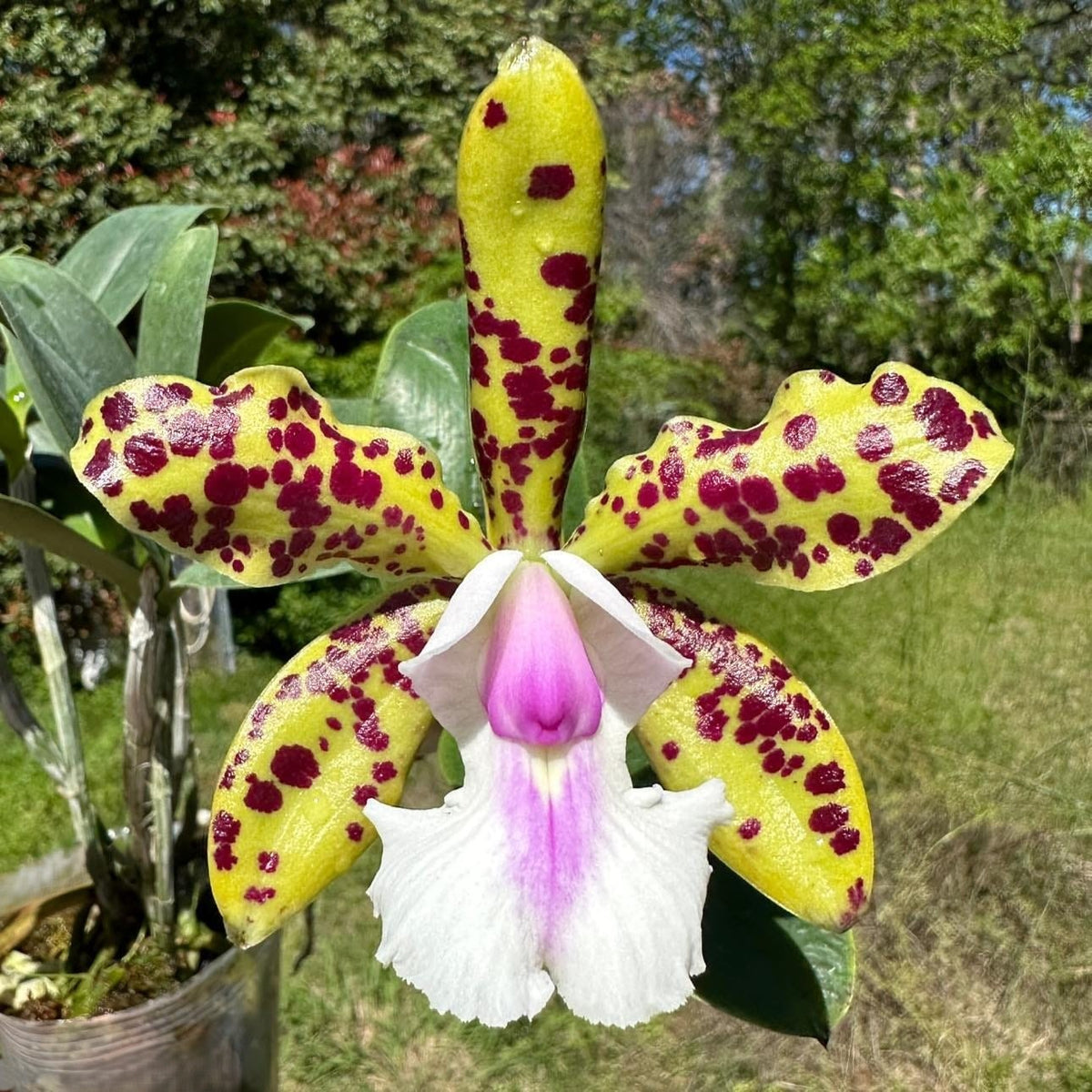 Cattleya YNS Green Leopard 'Jade Dragon' – Giulio Celandroni Orchidee