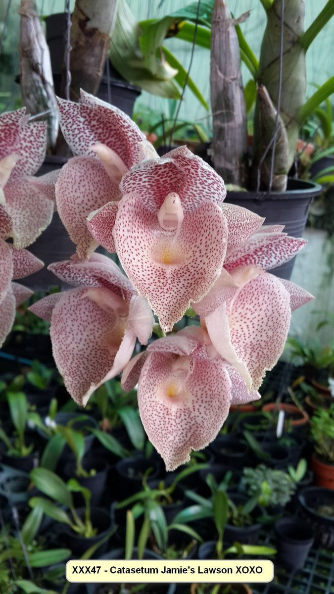 Catasetum Jamie Lawson 'xoxo' – Giulio Celandroni Orchidee