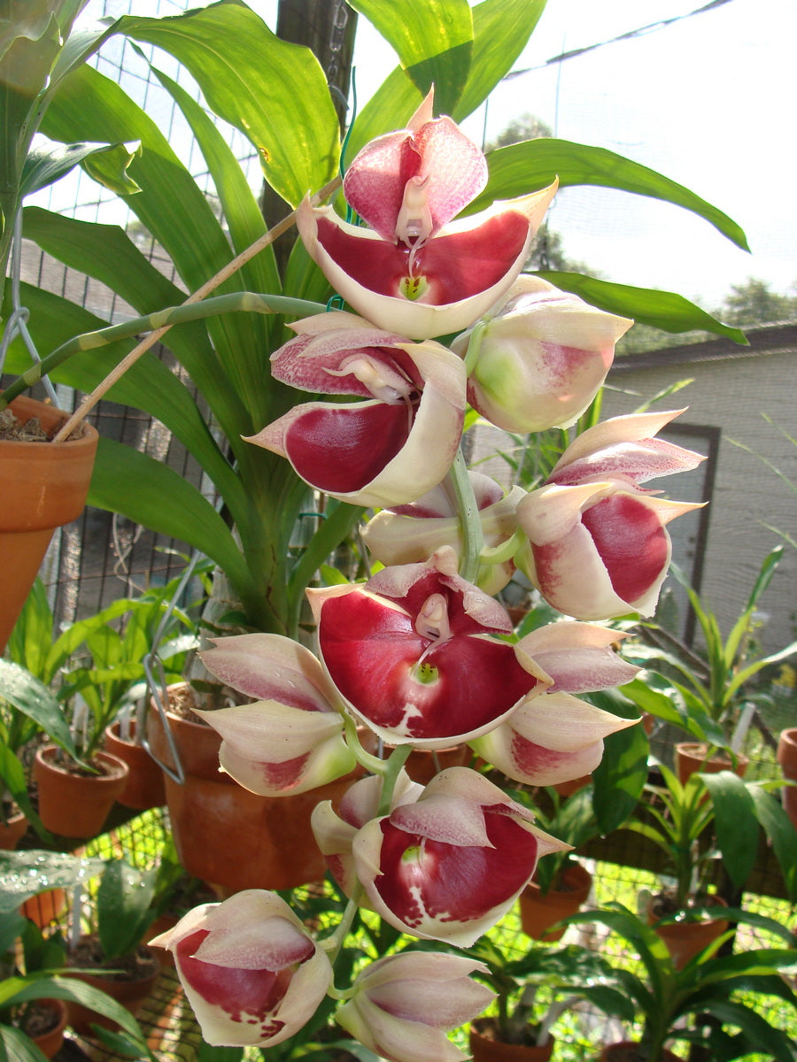 Catasetum pileatum imperialis 'Pierre Couret' – Giulio Celandroni Orchidee