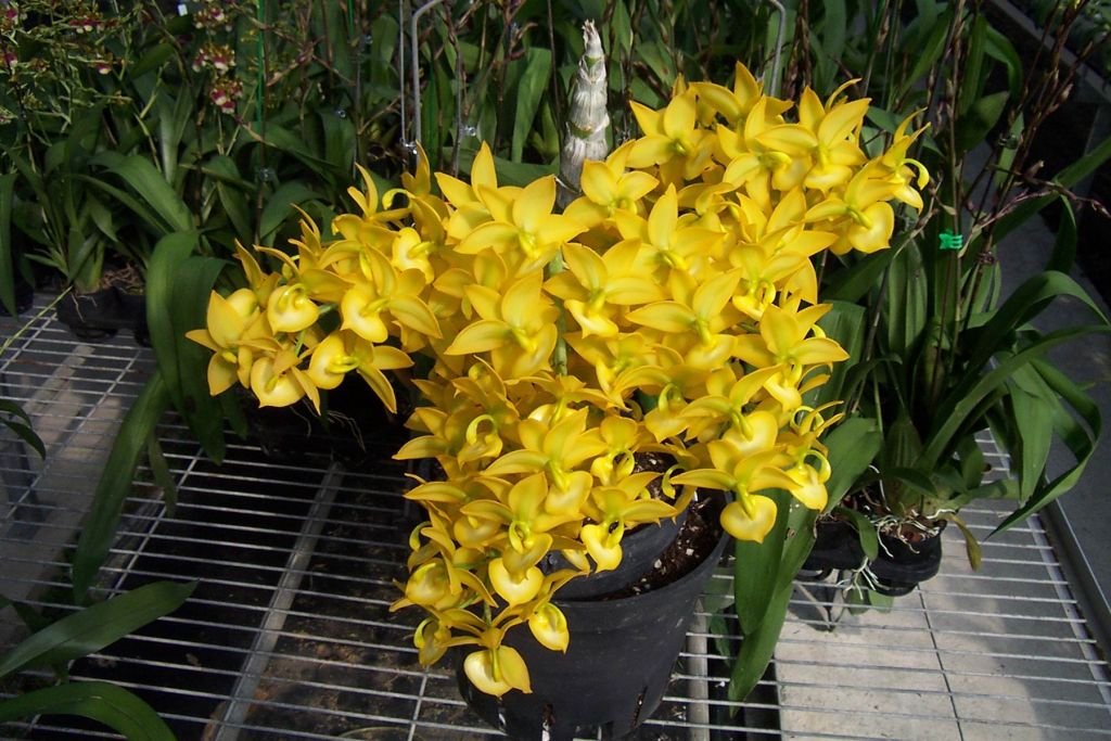 Cycnodes Taiwan Gold 'Super' – Giulio Celandroni Orchidee