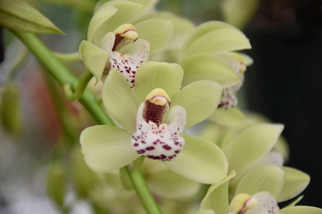 Cymbidium Cascade 'Harwin' – Giulio Celandroni Orchidee