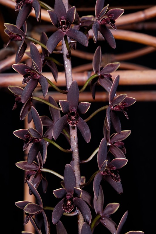 Cymbidium Little Black Sambo 'Black Magic' – Giulio Celandroni Orchidee