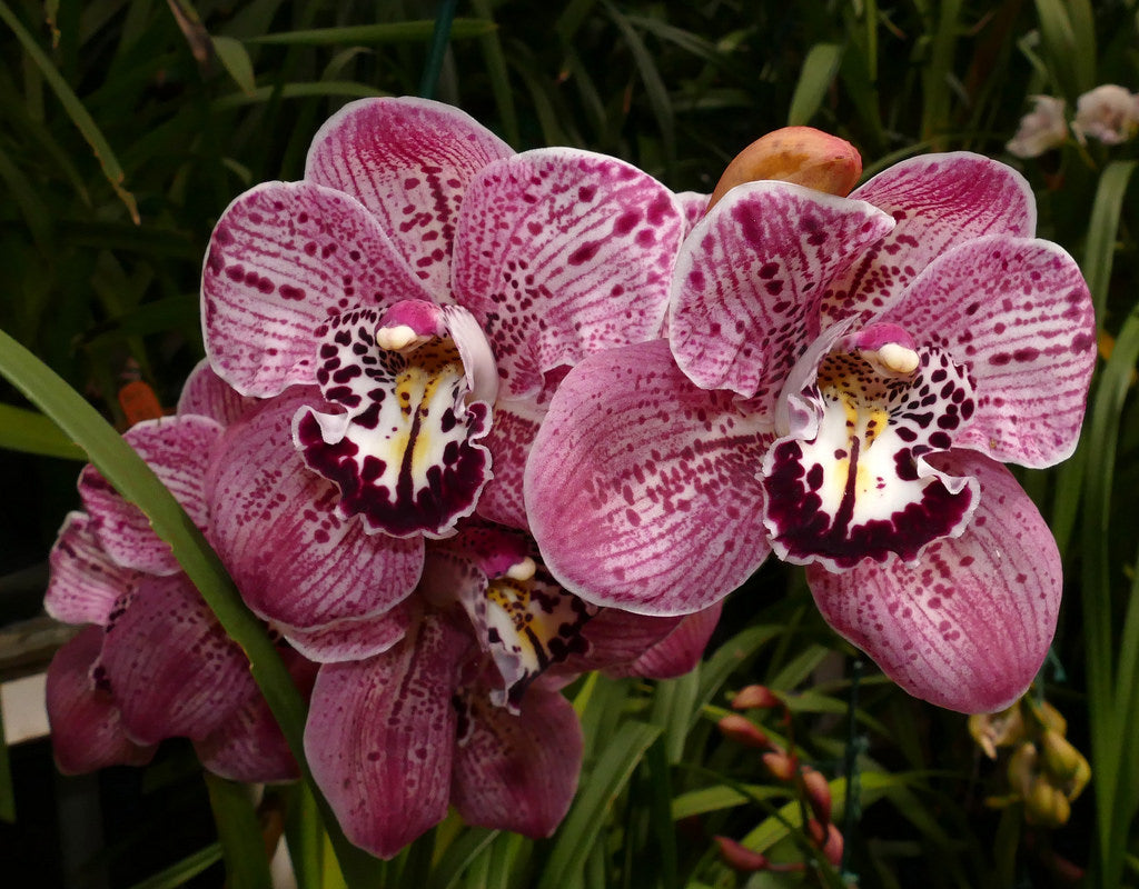 Cymbidium Spotted Leopard 'Royale' – Giulio Celandroni Orchidee