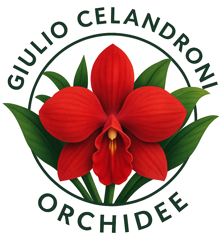 Ibride – Giulio Celandroni Orchidee