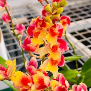 Howeara Lava Burst 'Pacific Sunrise' – Giulio Celandroni Orchidee