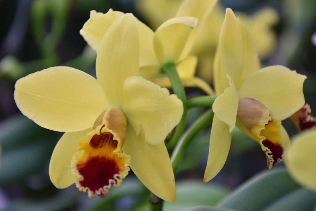 Luke. Tokyo Magic x Pot. Little Toshie – Giulio Celandroni Orchidee