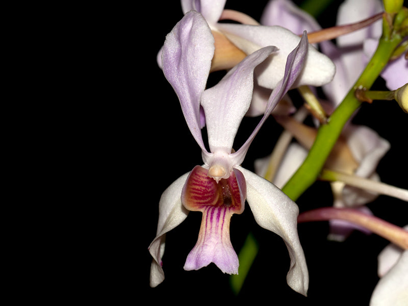 Papilionanda Pink Fairy (Neofinetia falcata x Papilionanthe teres ...