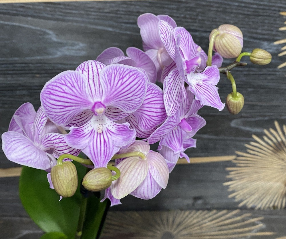 Phalaenopsis Elizabeth Hayden – Giulio Celandroni Orchidee