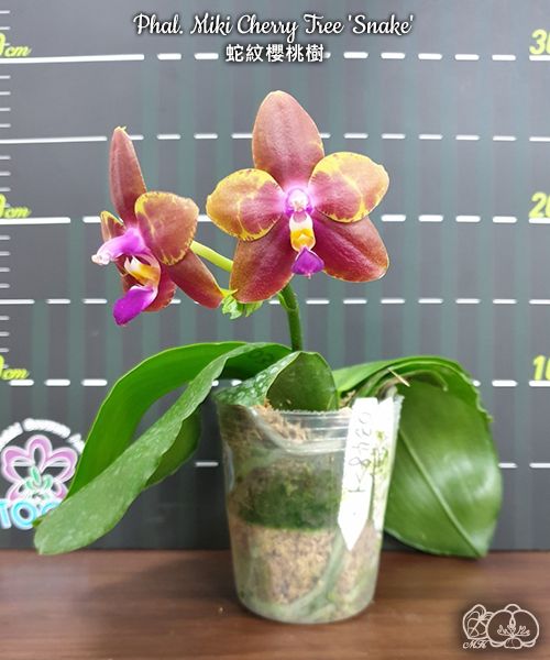 Phalaenopsis Miki Cherry Tree 'Snake' – Giulio Celandroni Orchidee