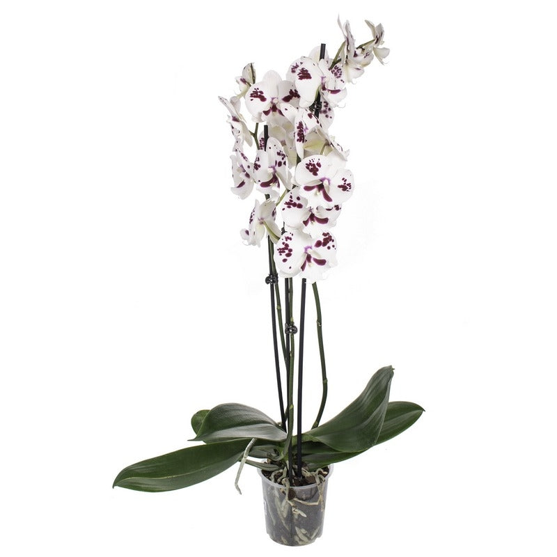 Phalaenopsis Sparkling 'Kizz' - Big Lip – Giulio Celandroni Orchidee
