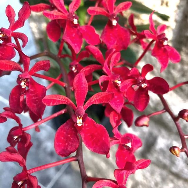 Renanthera Gerald Tan (Ren. Singapore Boy x Ren. Datin Blanche Olbery ...