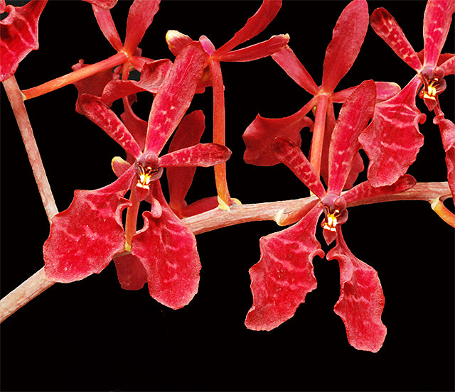 Renanthera Paloma Picasso (akihito x storei) – Giulio Celandroni Orchidee