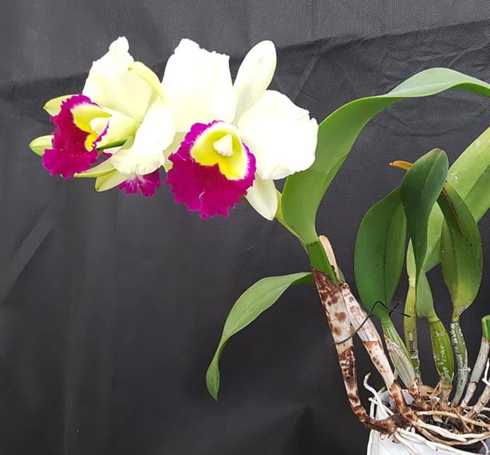 Rhyncholaeliocattleya Memoria Anna Balmores (C. Mem. Robert Strait × R ...