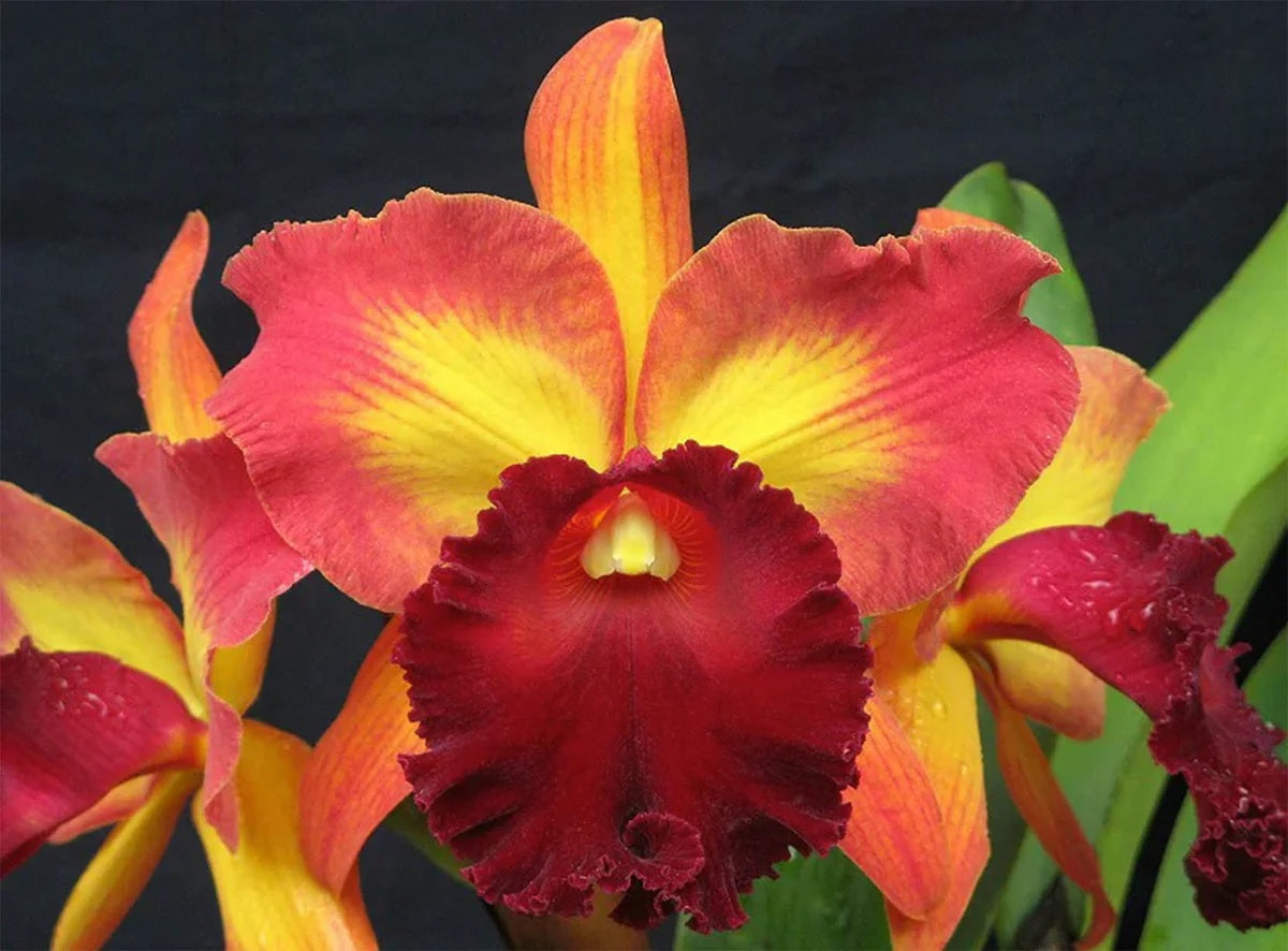 Rhyncholaeliocattleya Kuan Miao Chen (Rlc. Mem. Emma Chung × Rlc. Tosh ...