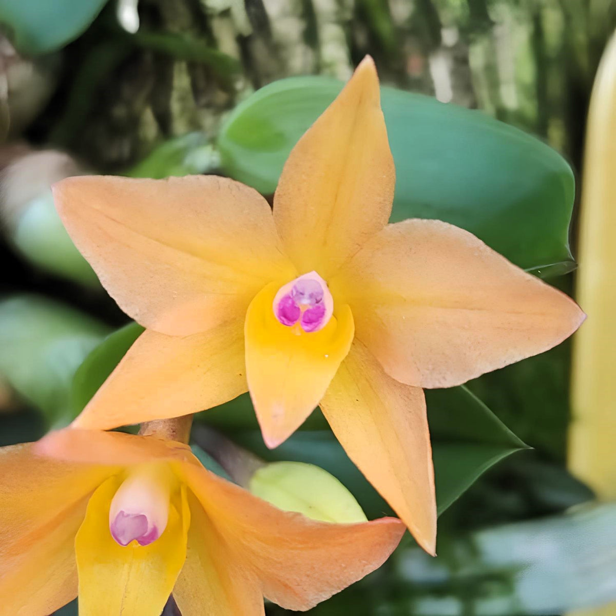 Sophronitis cernua 'laranja clara' – Giulio Celandroni Orchidee