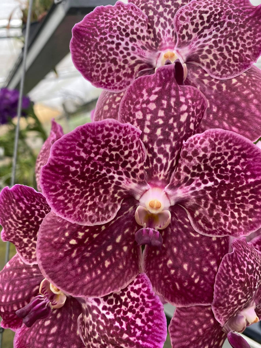 Vanda Deep Red = Ruby Love – Giulio Celandroni Orchidee