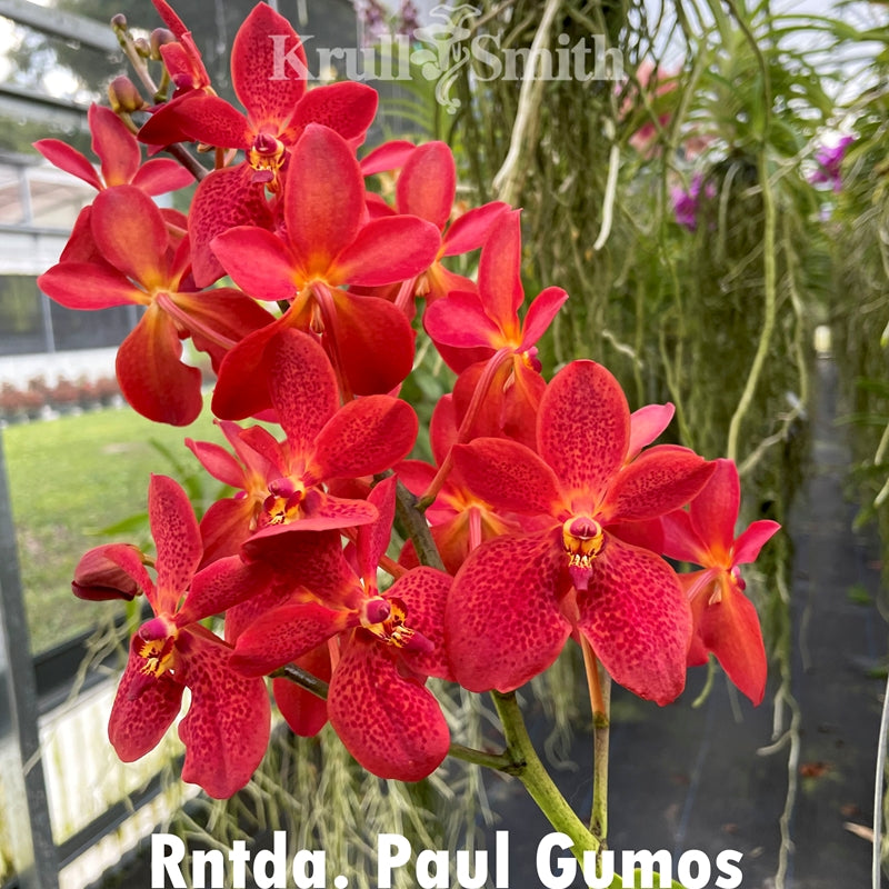 Renantanda Paul Gumos (Vanda Kulwadee Fragrance x Renanthera philippin ...