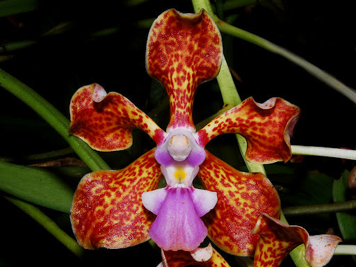 Vanda florescens – Giulio Celandroni Orchidee