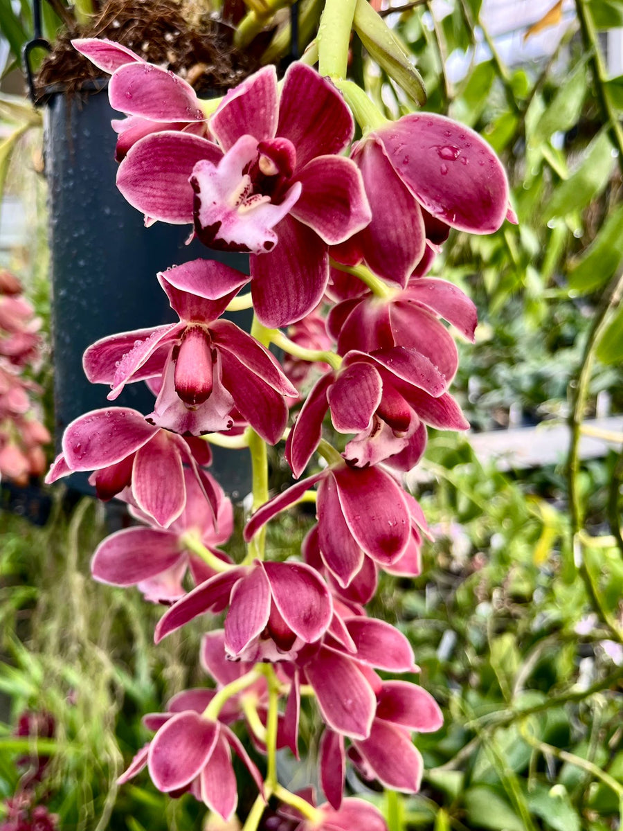 Cymbidium Cascade 'Fido' – Giulio Celandroni Orchidee