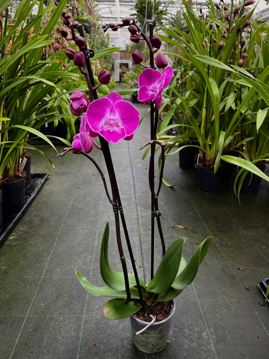 Phalaenopsis Miki Mini Chili '117' - Big Lip – Giulio Celandroni Orchidee