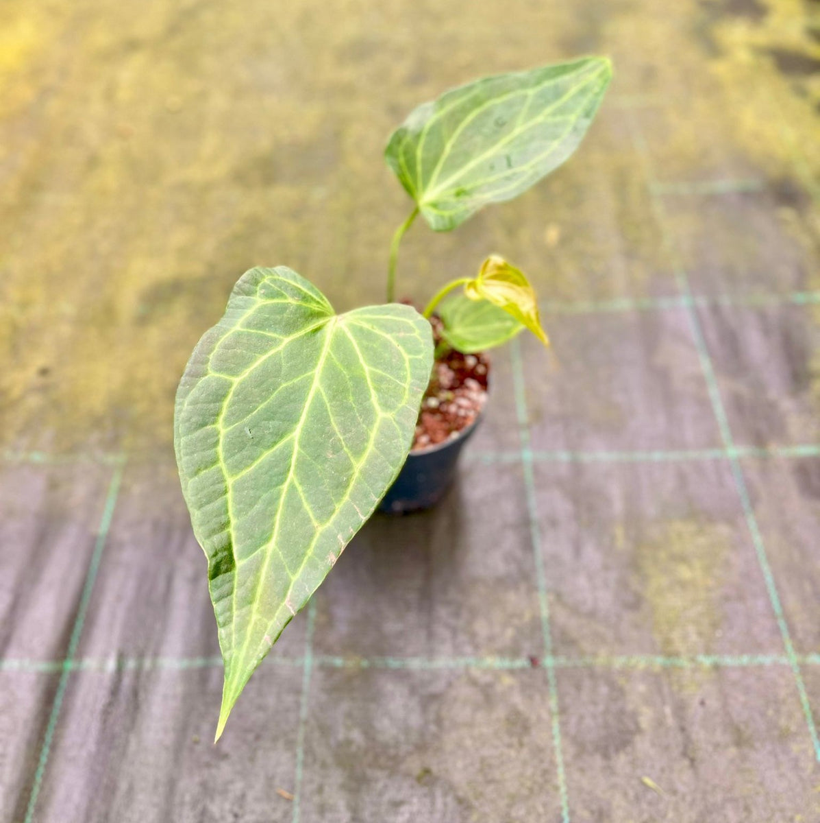 Anthurium 'Delta Force' – Giulio Celandroni Orchidee