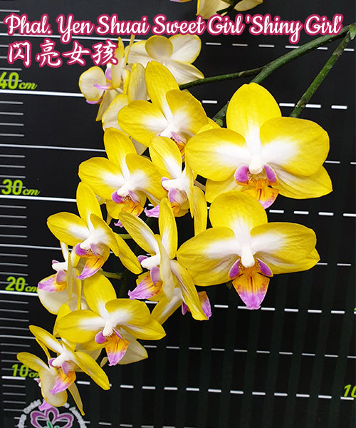 Phalaenopsis Yuan Shan Sweet Girl – Giulio Celandroni Orchidee