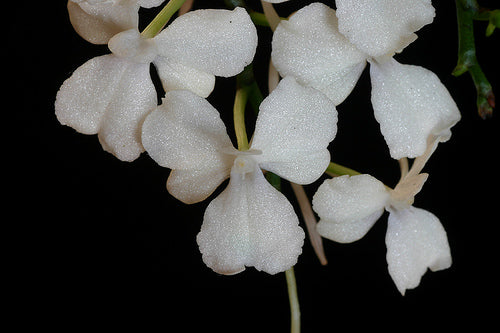 Aerangis citrata – Giulio Celandroni Orchidee