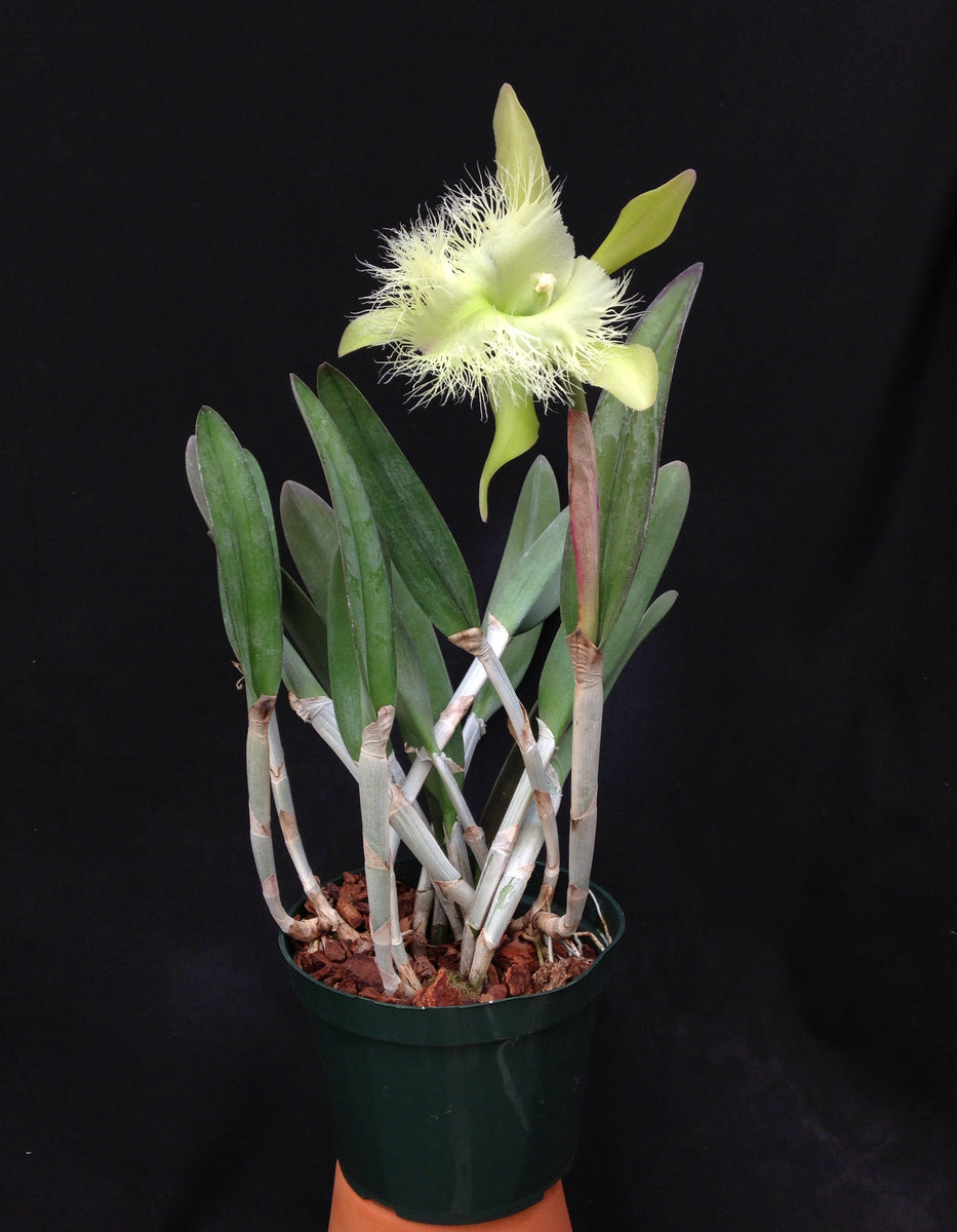 Brassavola Digbyana Giulio Celandroni Orchidee