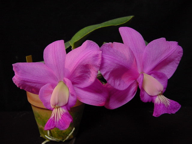 Cattleya Brazilian Jewel 'Cute' (C. walkeriana x C. nobilior) – Giulio ...