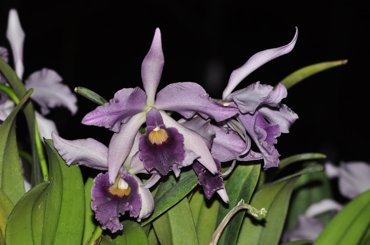 Cattleya Canhamiana 'Azure Sky' (C. mossiae x C. purpurata) – Giulio ...