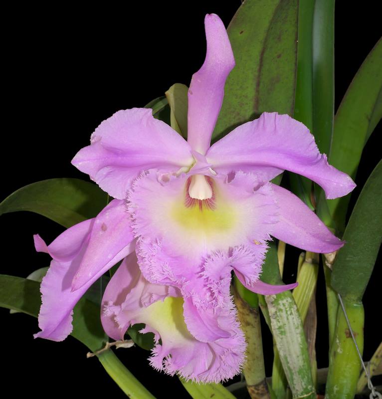 Cattleya Madame Charles Maron – Giulio Celandroni Orchidee