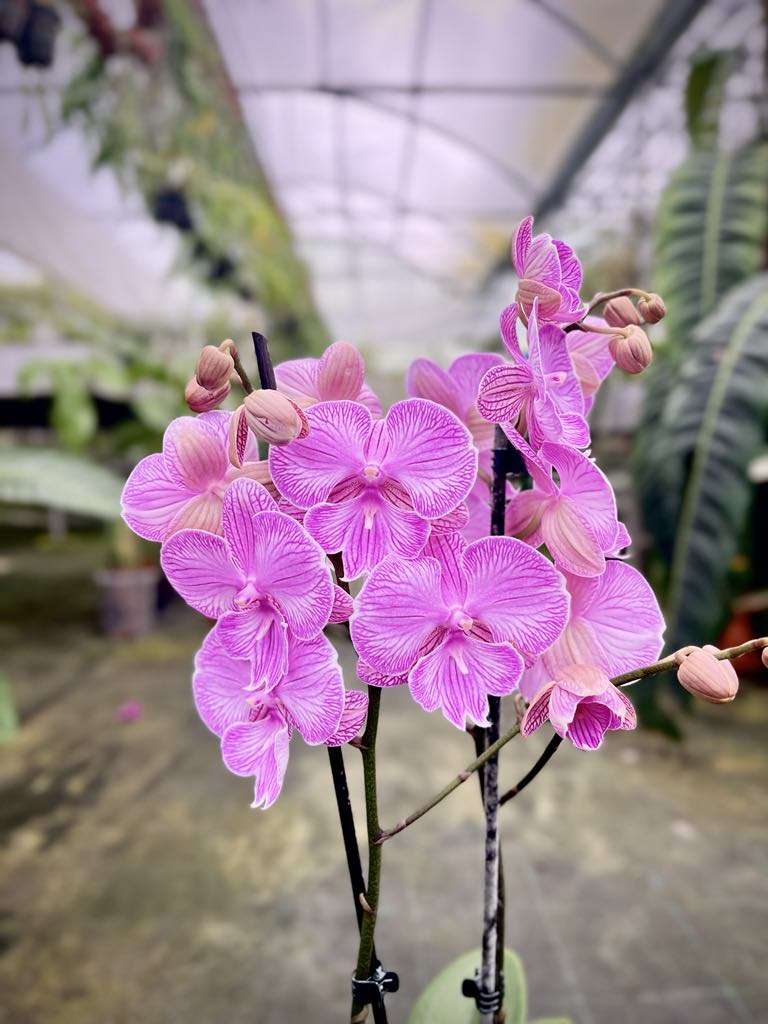 Phalaenopsis Impavida – Giulio Celandroni Orchidee
