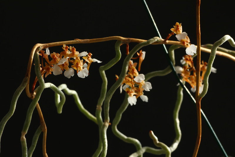 Microcoelia cornuta – Giulio Celandroni Orchidee