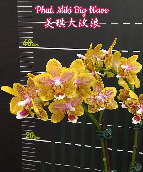 Phalaenopsis Miki Big Wave – Giulio Celandroni Orchidee