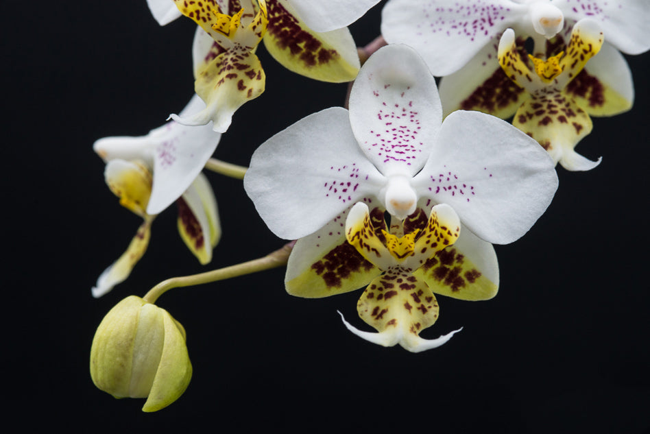 Phalaenopsis stuartiana 'Sogo' – Giulio Celandroni Orchidee