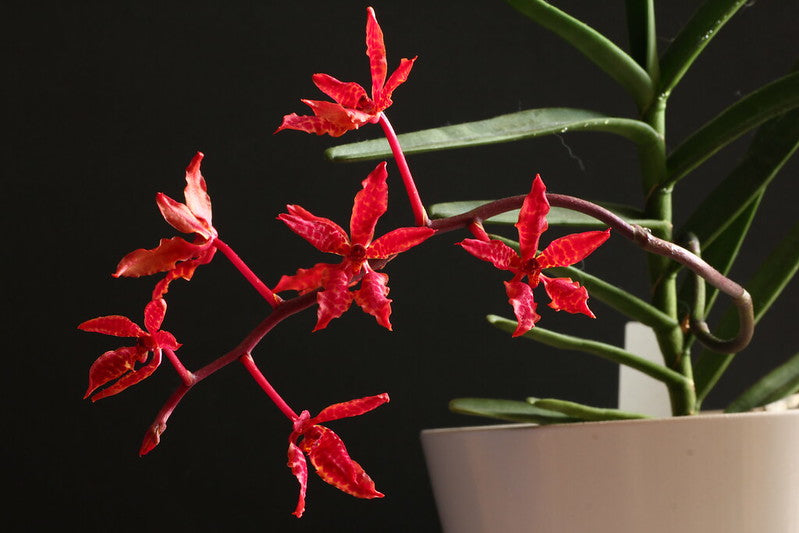 Renanthera bella – Giulio Celandroni Orchidee