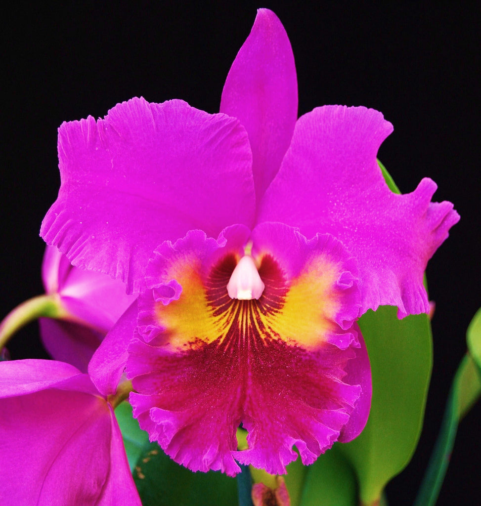 RLC King of Taiwan (Rlc. Bryce Canyon x Rlc. Purple Ruby) – Giulio ...