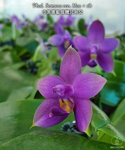 Phalaenopsis Samera var. blue – Giulio Celandroni Orchidee