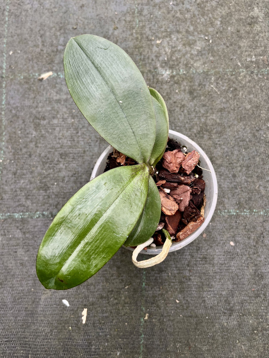 Phalaenopsis stobartiana - Celandroni Orchids – Giulio Celandroni Orchidee