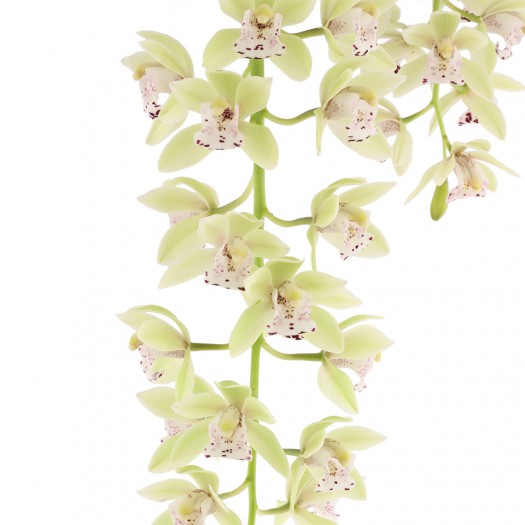 Cymbidium Cascade 'Thana' – Giulio Celandroni Orchidee