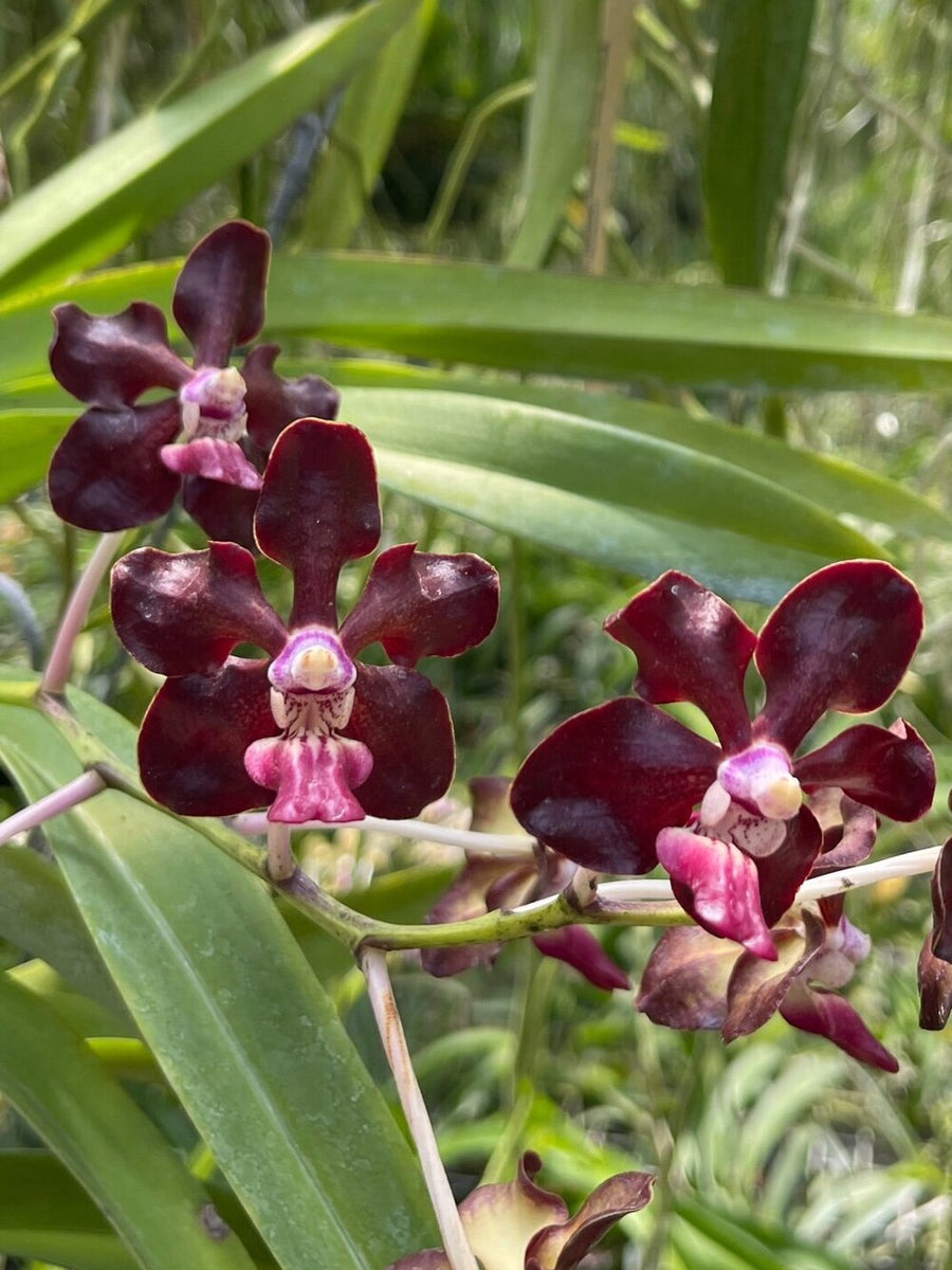 Vanda Greg Scott (Vanda merrillii x Vanda tessellata) – Giulio ...