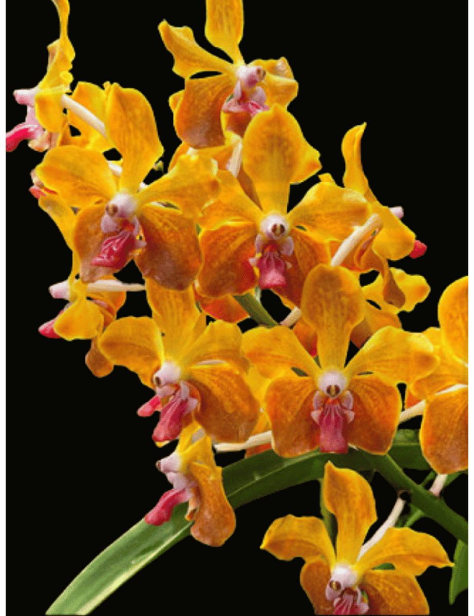 Vanda M. V. Tannins 'Kirk' AM/AOS (Vanda Mem. Thien chai x V. lamellat ...